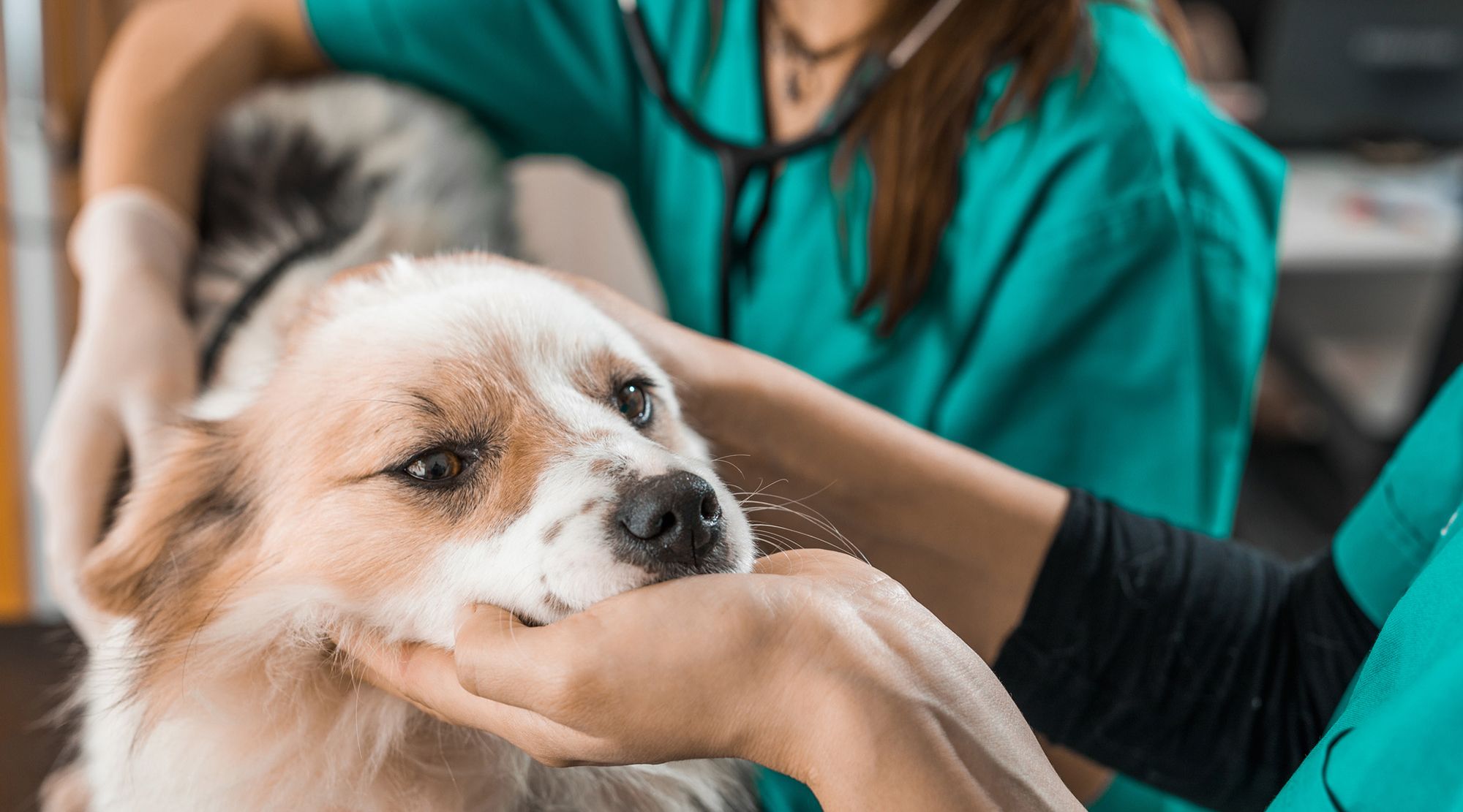 Dr. med. vet. Andreas Presche | Tierärztliche Praxis in Weisel